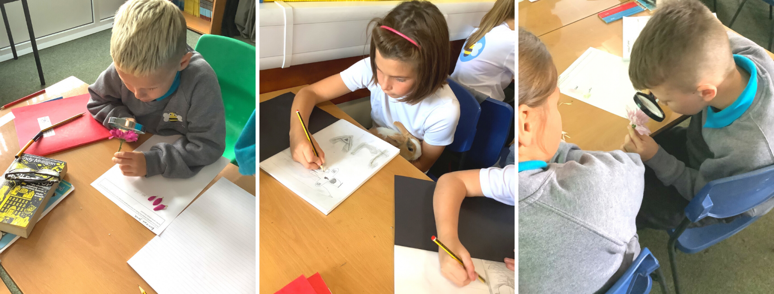 Year 5 - Beech Class - Longlands Primary School